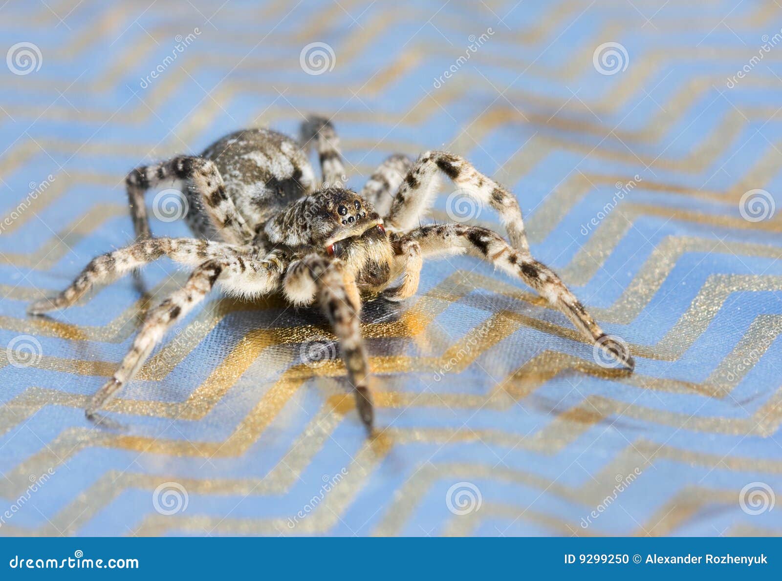 Gray Wolf Spider stock photo. Image of hairy, wildlife - 9299250