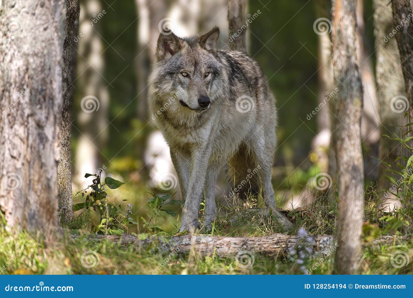 Gray Wolf Standing among Forest Trees Stock Photo - Image of cool ...