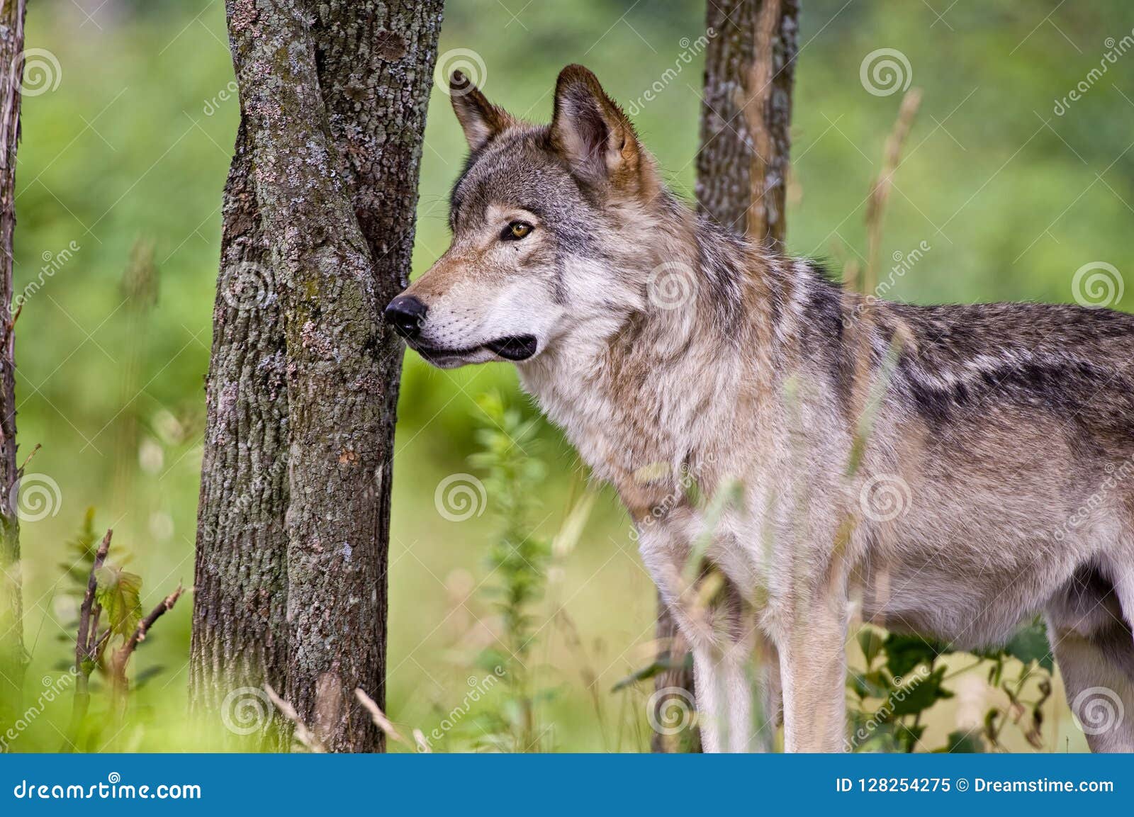 Gray Wolf Standing in Front of Trees Looking Left. Stock Image - Image ...