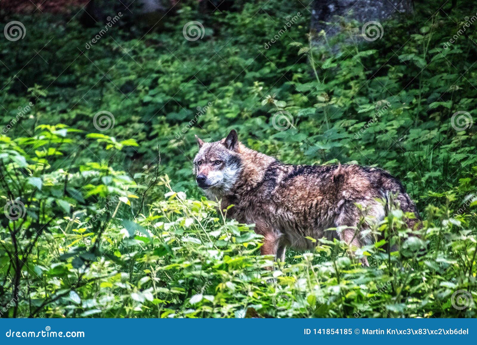 Gray Wolf Standing on the Grass Stock Image - Image of grey, germany ...