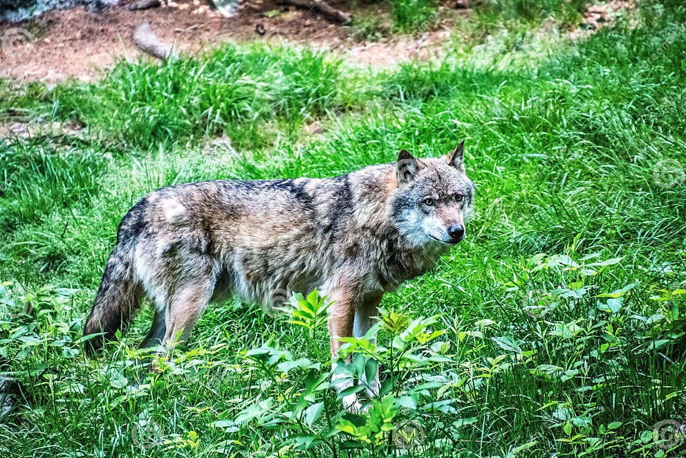 Gray Wolf Standing on the Grass Stock Photo - Image of lusen, grey ...