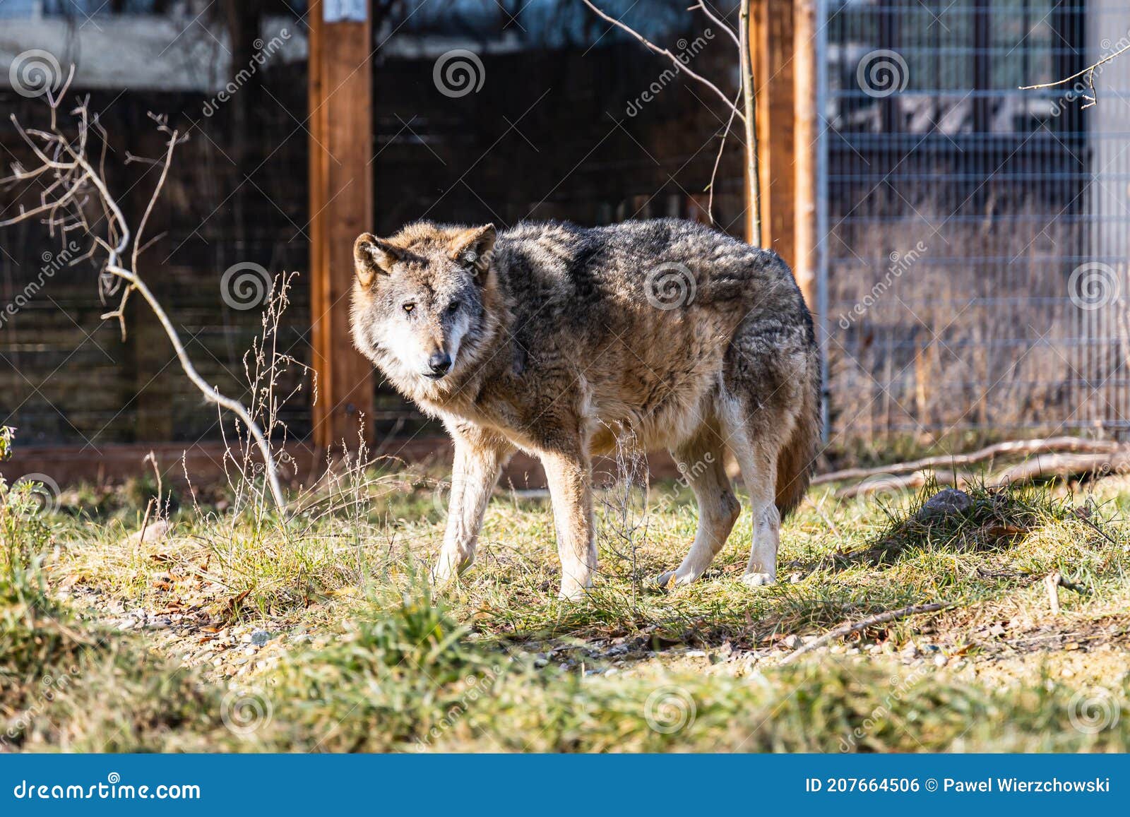 Gray Wolf Standing on Small Glade Stock Photo - Image of environment ...
