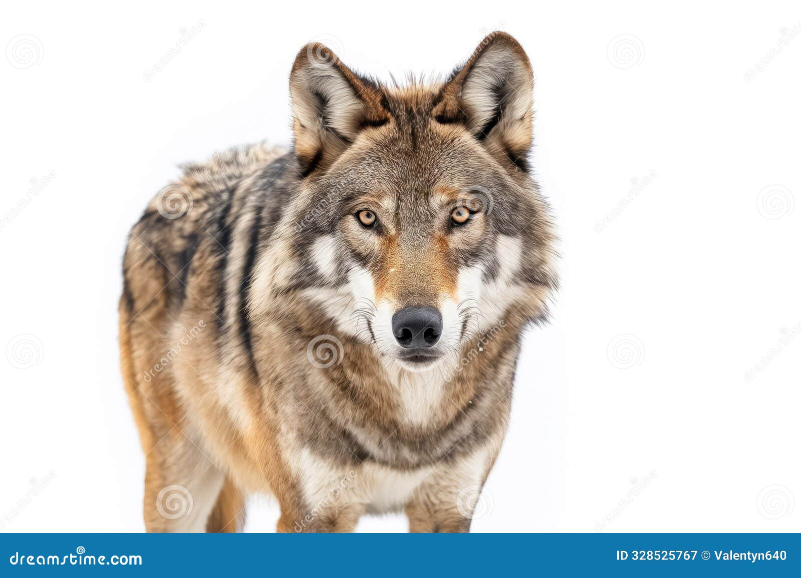 Gray Wolf Canis Lupus Sitting On A Rock Stock Photography ...