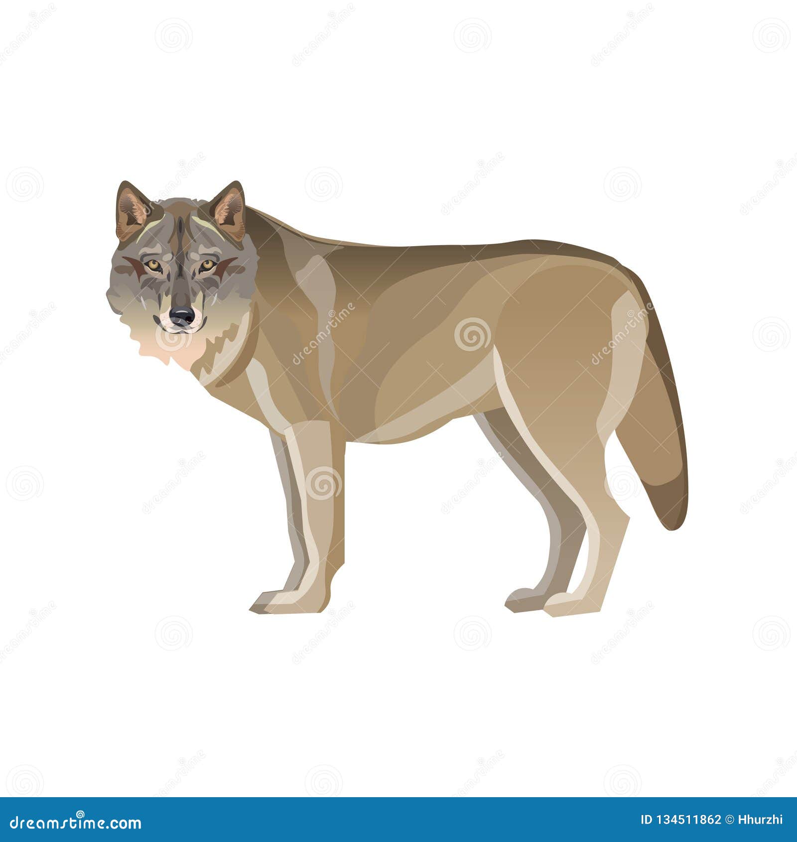 Wolf Standing Looking Sideward In Forest Background Colorless Line ...
