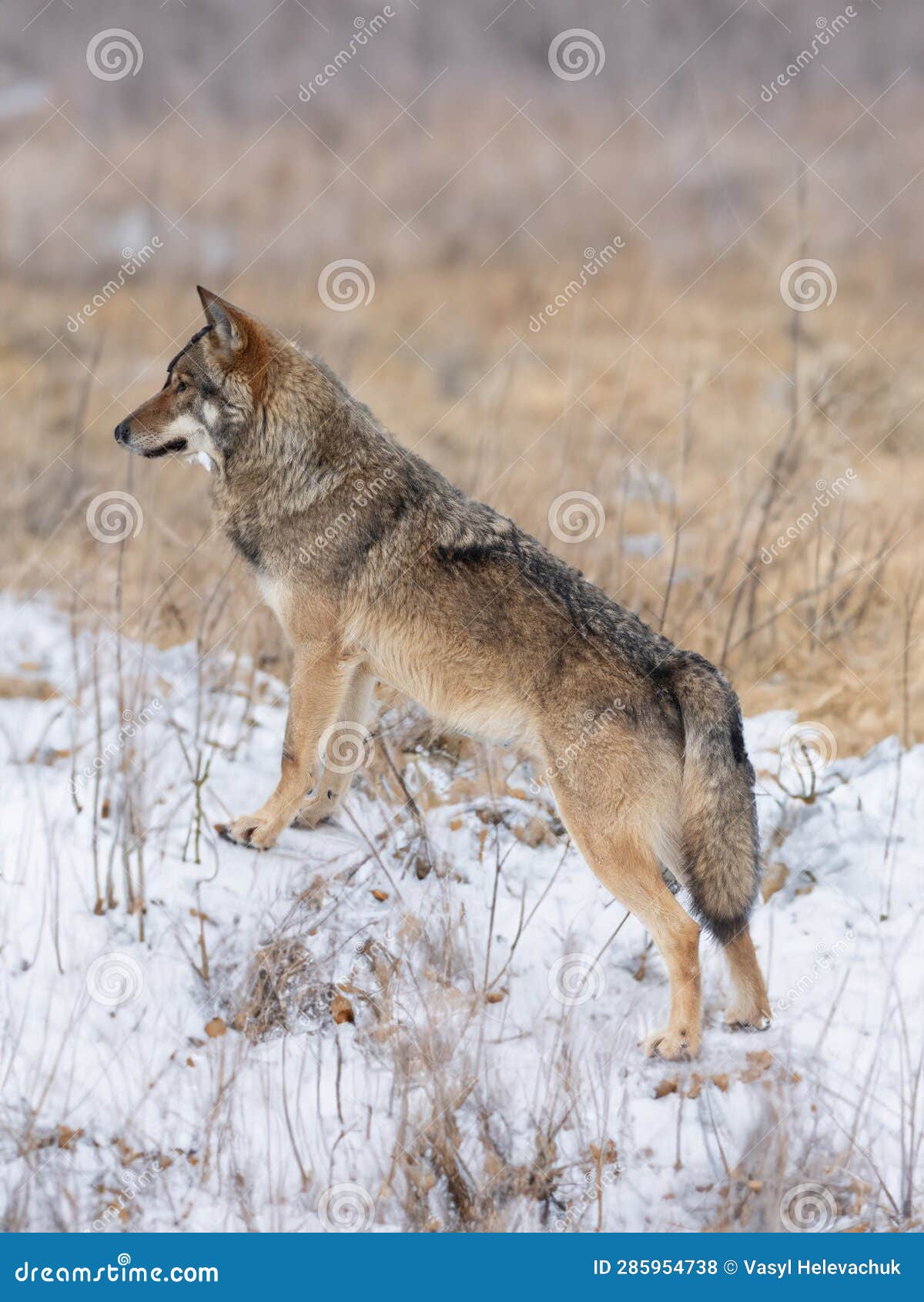 Gray Wolf Stands Against the Backdrop of an Autumn Landscape Stock ...