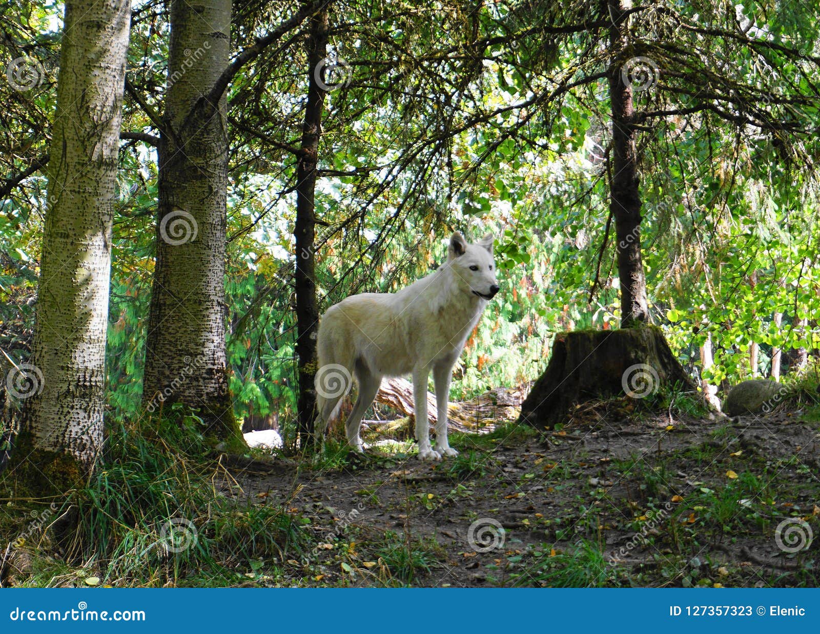 Gray Wolf in the Taiga Forest Stock Image - Image of closeup, dangerous ...