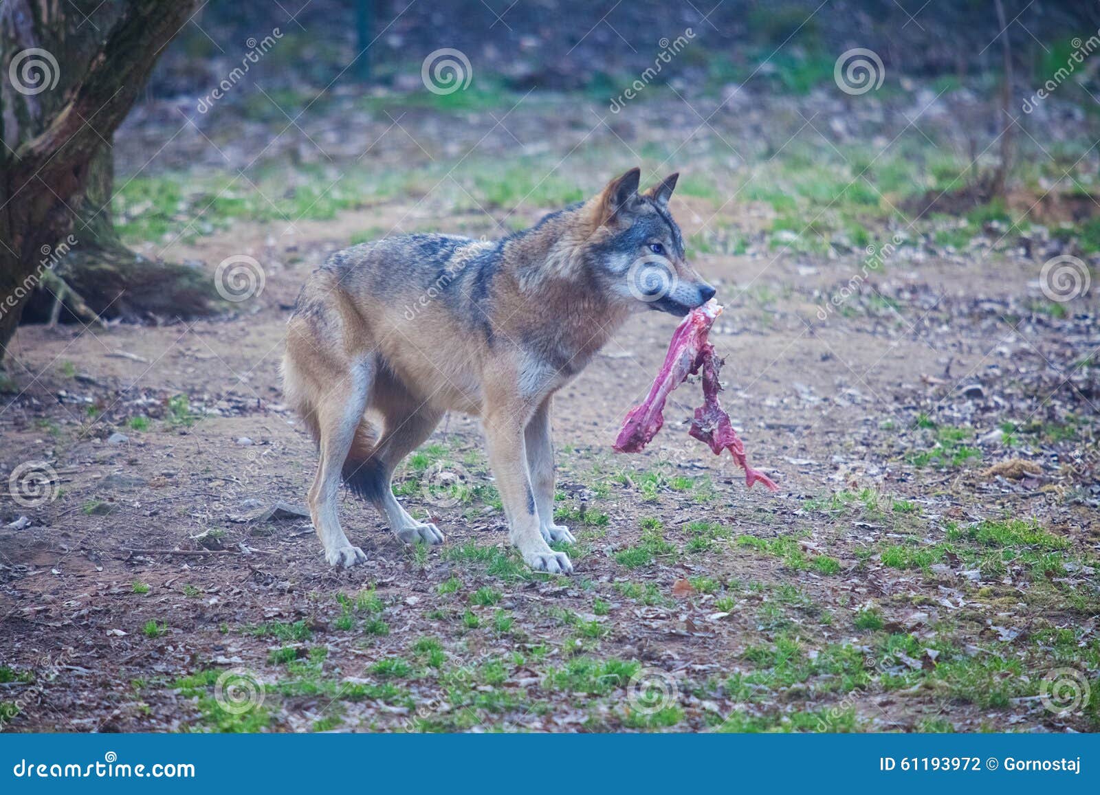 The Gray Wolf Taking the Bone Stock Photo - Image of aggressive ...