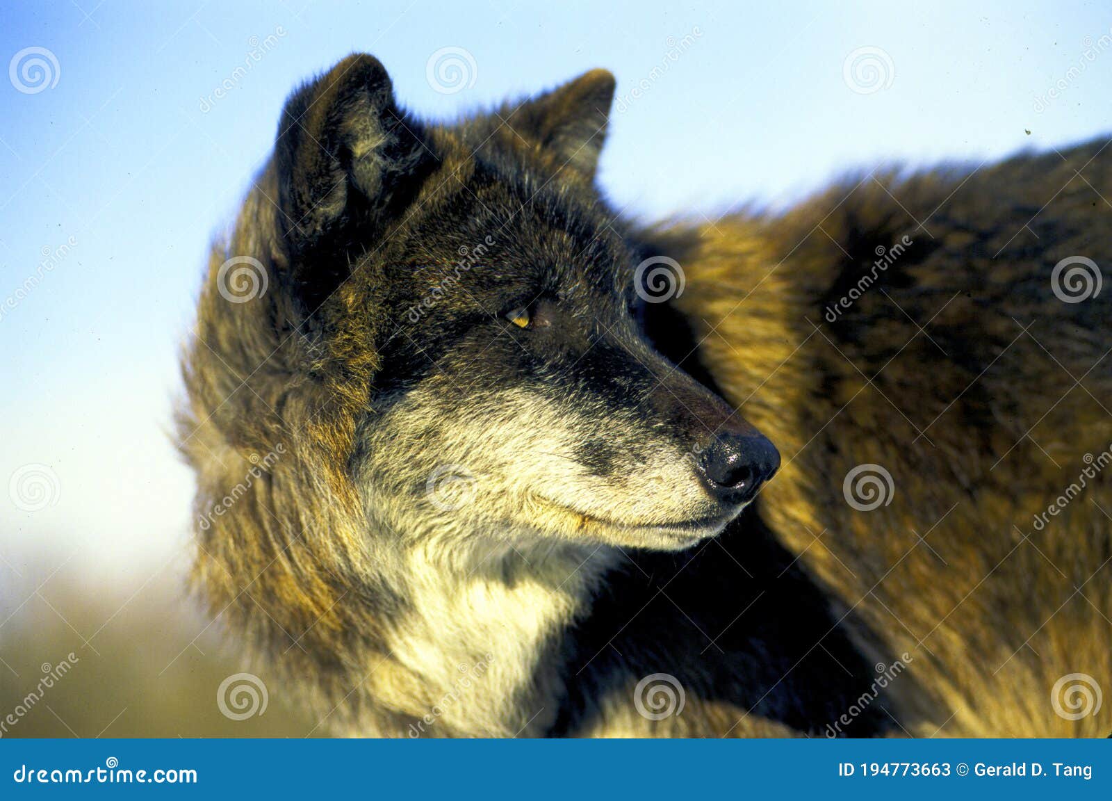 Gray Wolf or Timber Wolf 35632 Stock Image - Image of sideways, canidae ...