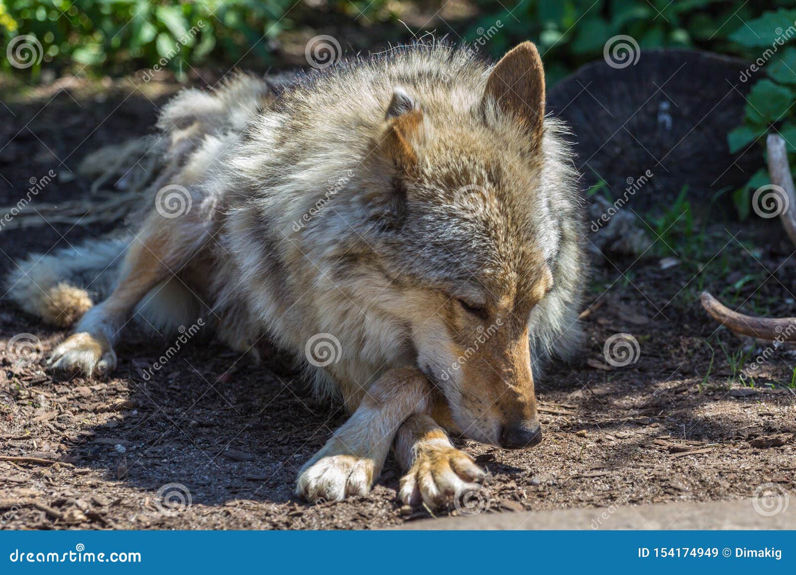 Gray Wolf Timber Wolf Lying on the Grass. Eurasian Animals Stock Image ...