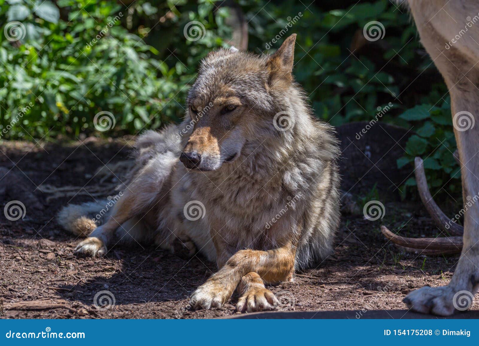 Gray Wolf Timber Wolf Lying on the Grass. Eurasian Animals Stock Photo ...