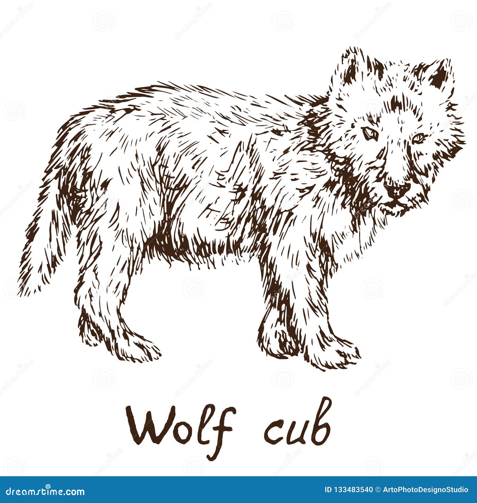 Gray Wolf Timber Wolf or Western Wolf Cub, Hand Drawn Doodle Stock ...
