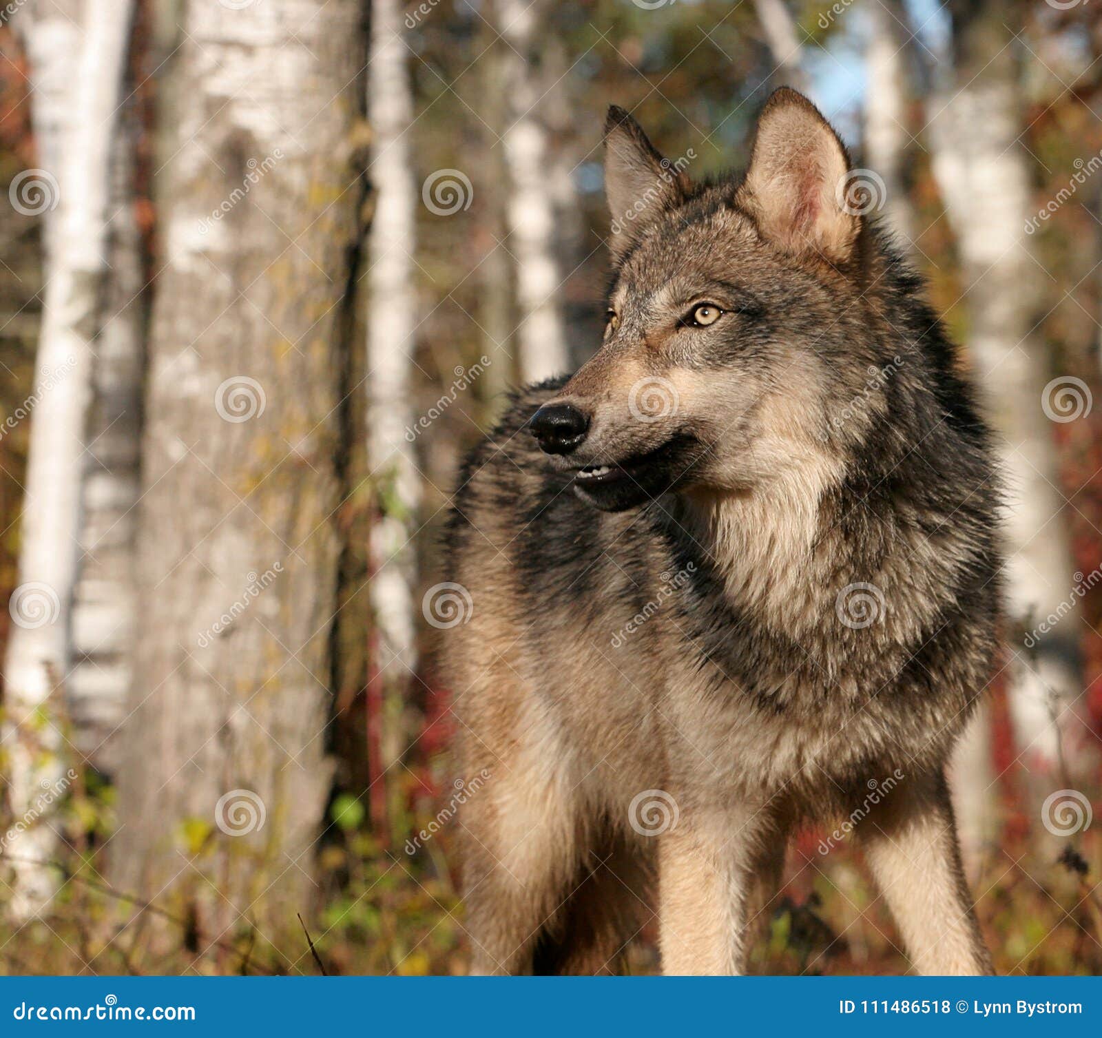 Gray Wolf in Autumn Setting Stock Photo - Image of eyes, gray: 111486518