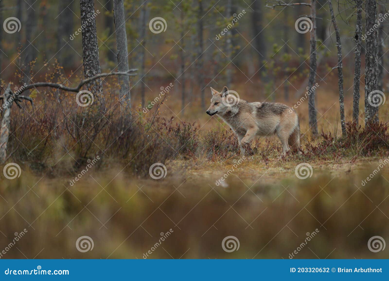 Wolf walking in forest stock photo. Image of black, outside - 203320632