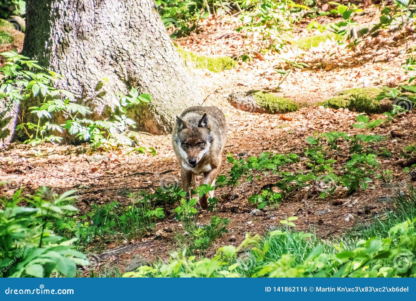 Gray Wolf Walking through Forest Stock Photo - Image of bayerischer ...