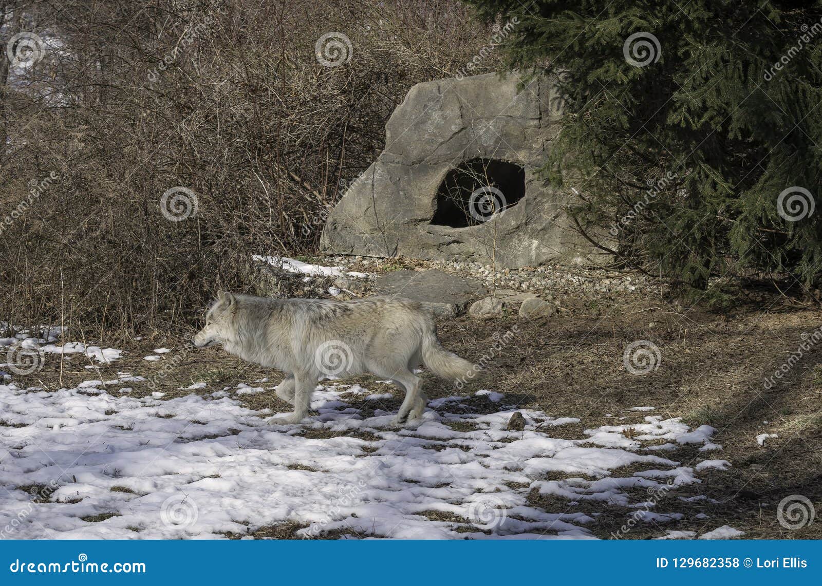 Gray Wolf Walking in Front of Its Den with Snow on the Ground Stock ...