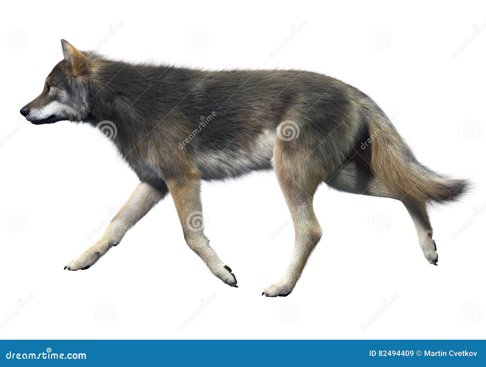 Gray Wolf Walking stock image. Image of puma, cats, detailed - 82494409