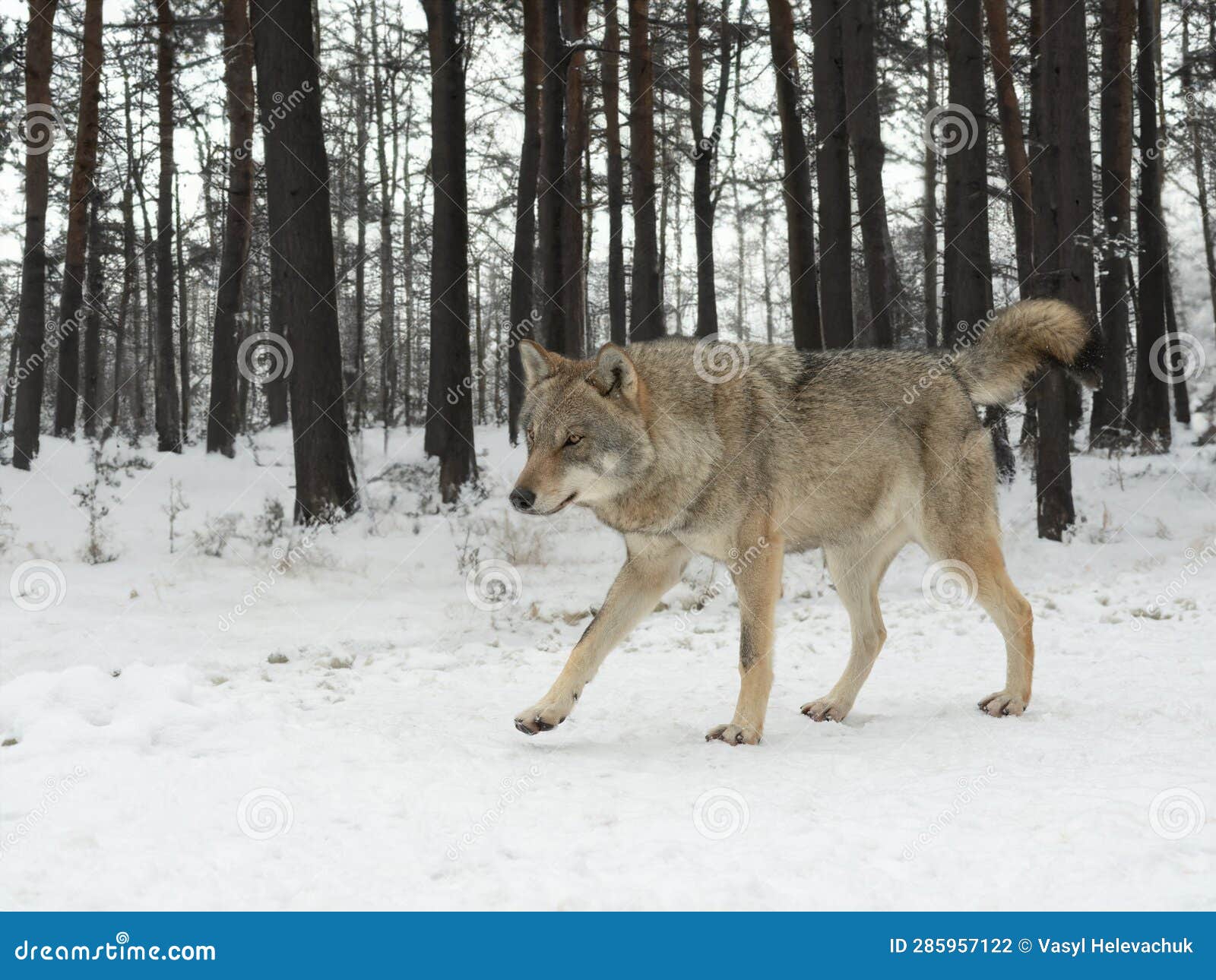 Gray Wolf Walking on the Road in Forest Stock Photo - Image of adult ...