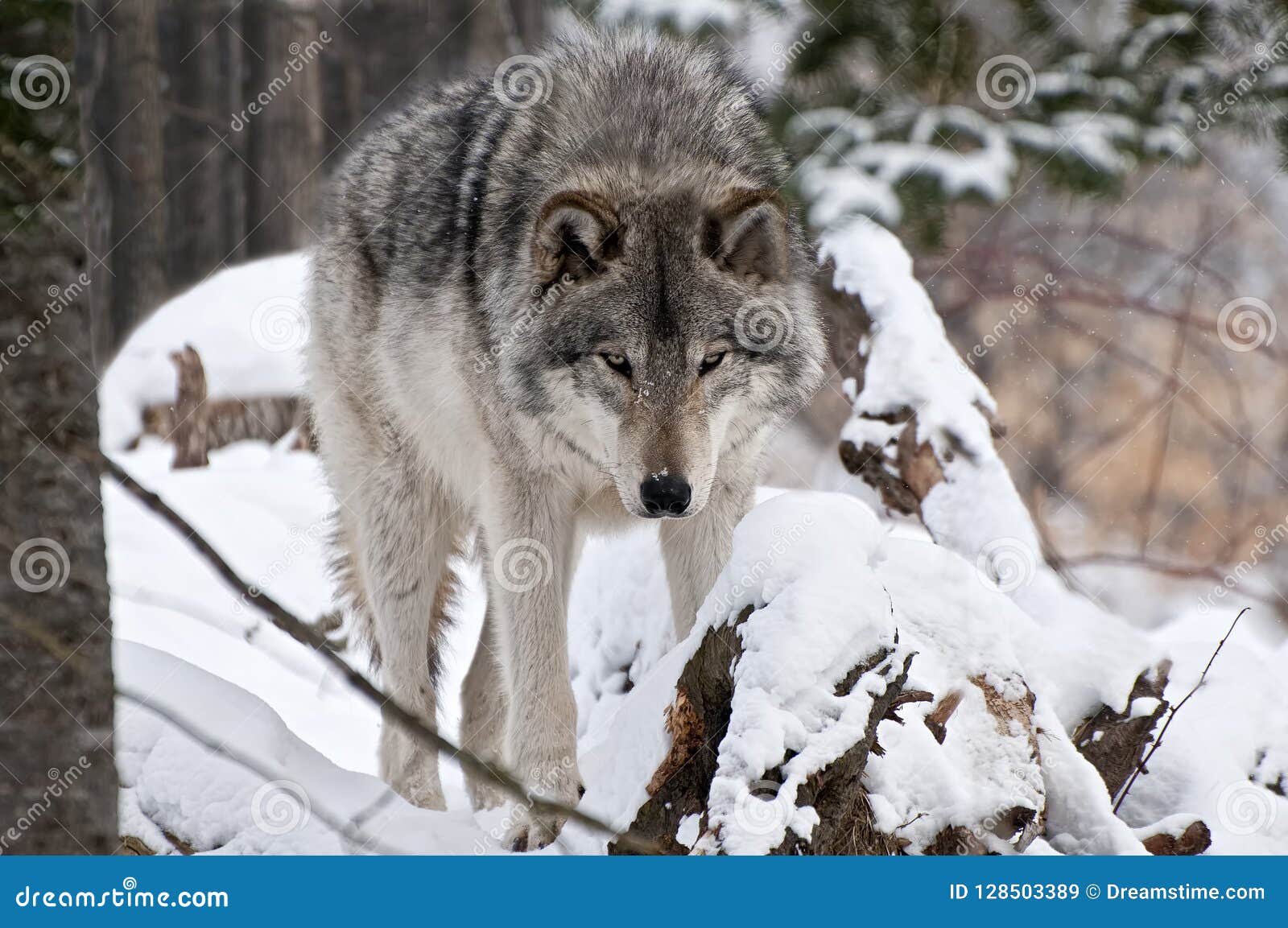 Gray Wolf Walking through the Snow Stock Image - Image of loup, grey ...