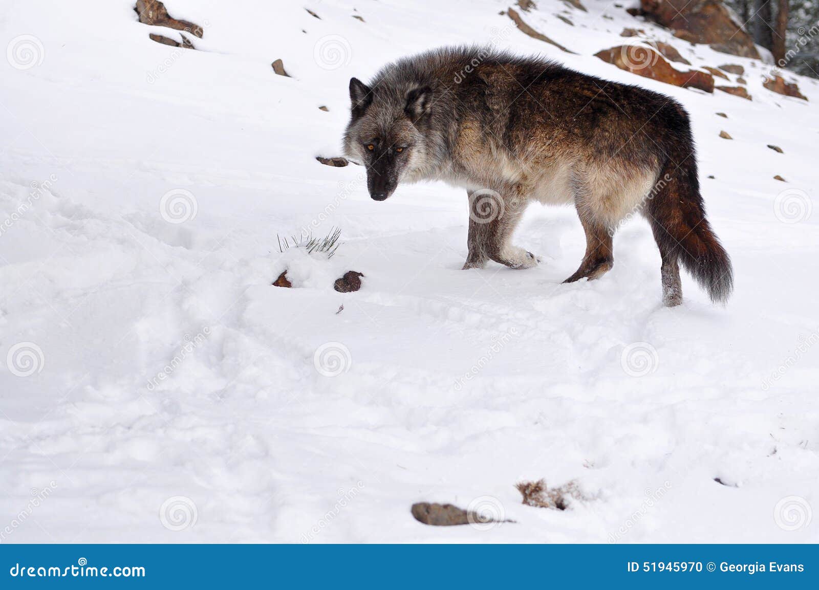 Gray Wolf Walking through a Snowy Forest Stock Photo - Image of hunted ...