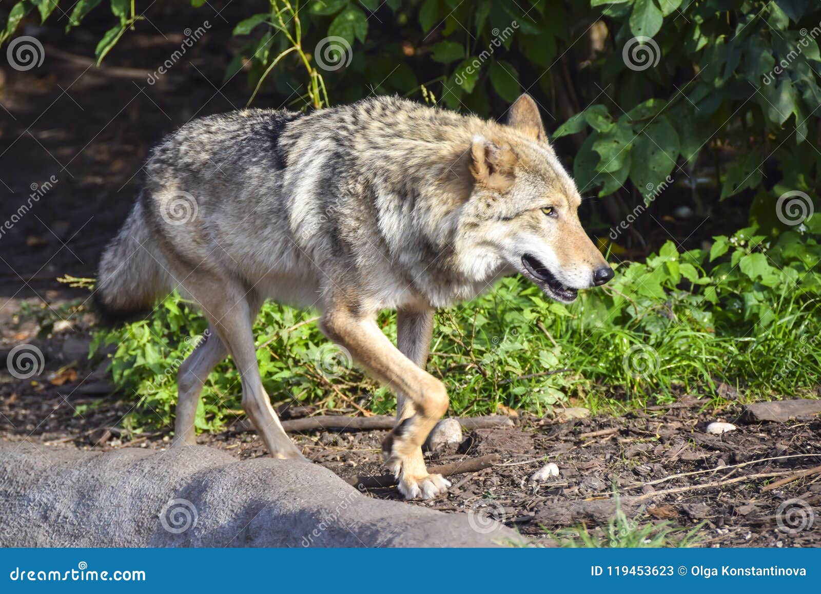 A Gray Wolf Walks Along the Rock and Looks Stock Image - Image of ...