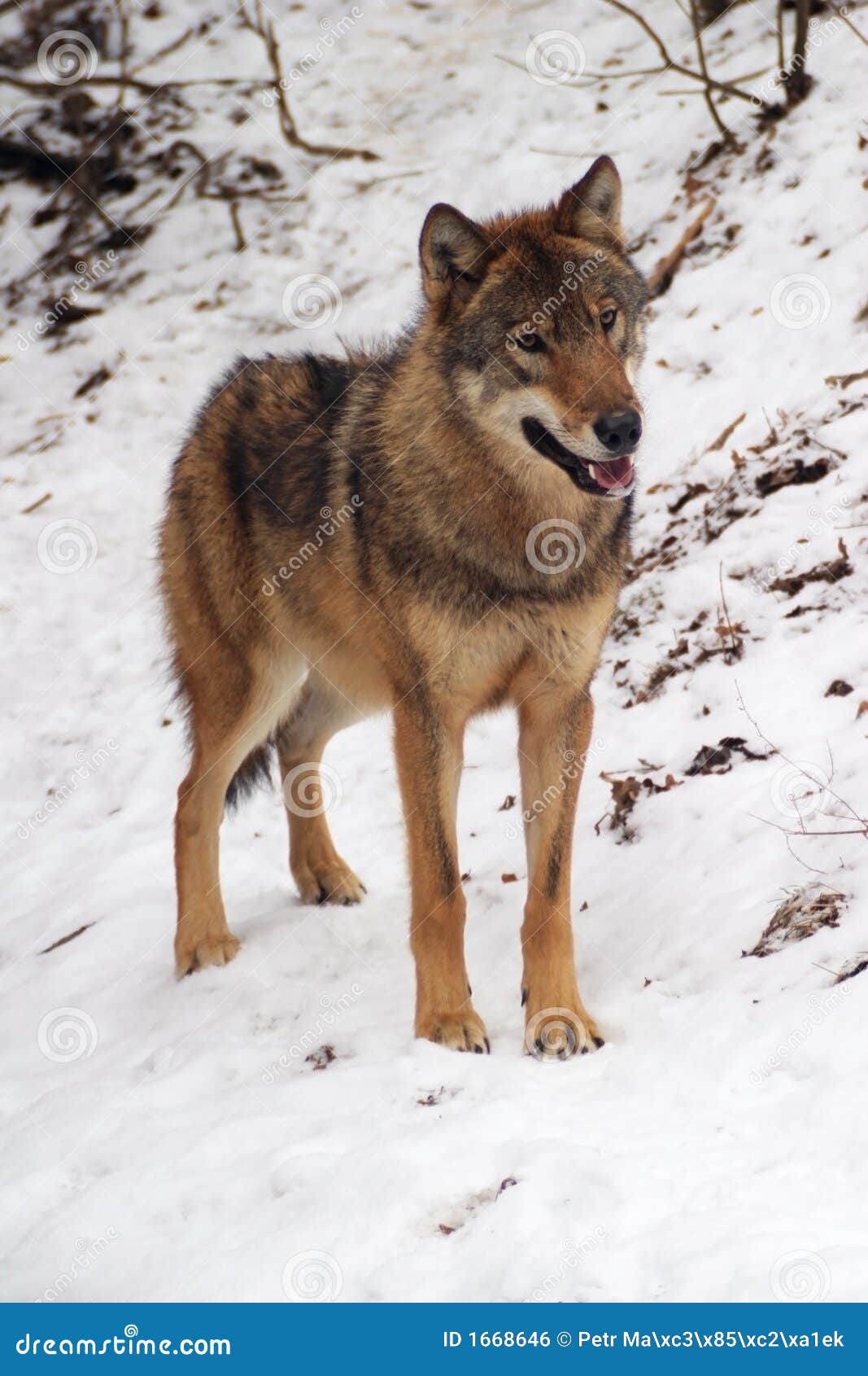Gray Wolf in a winter stock photo. Image of beast, canine - 1668646