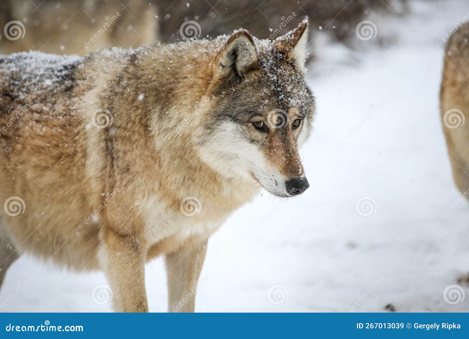 Gray Wolf in Winter Snowing Stock Image - Image of winter, nature ...