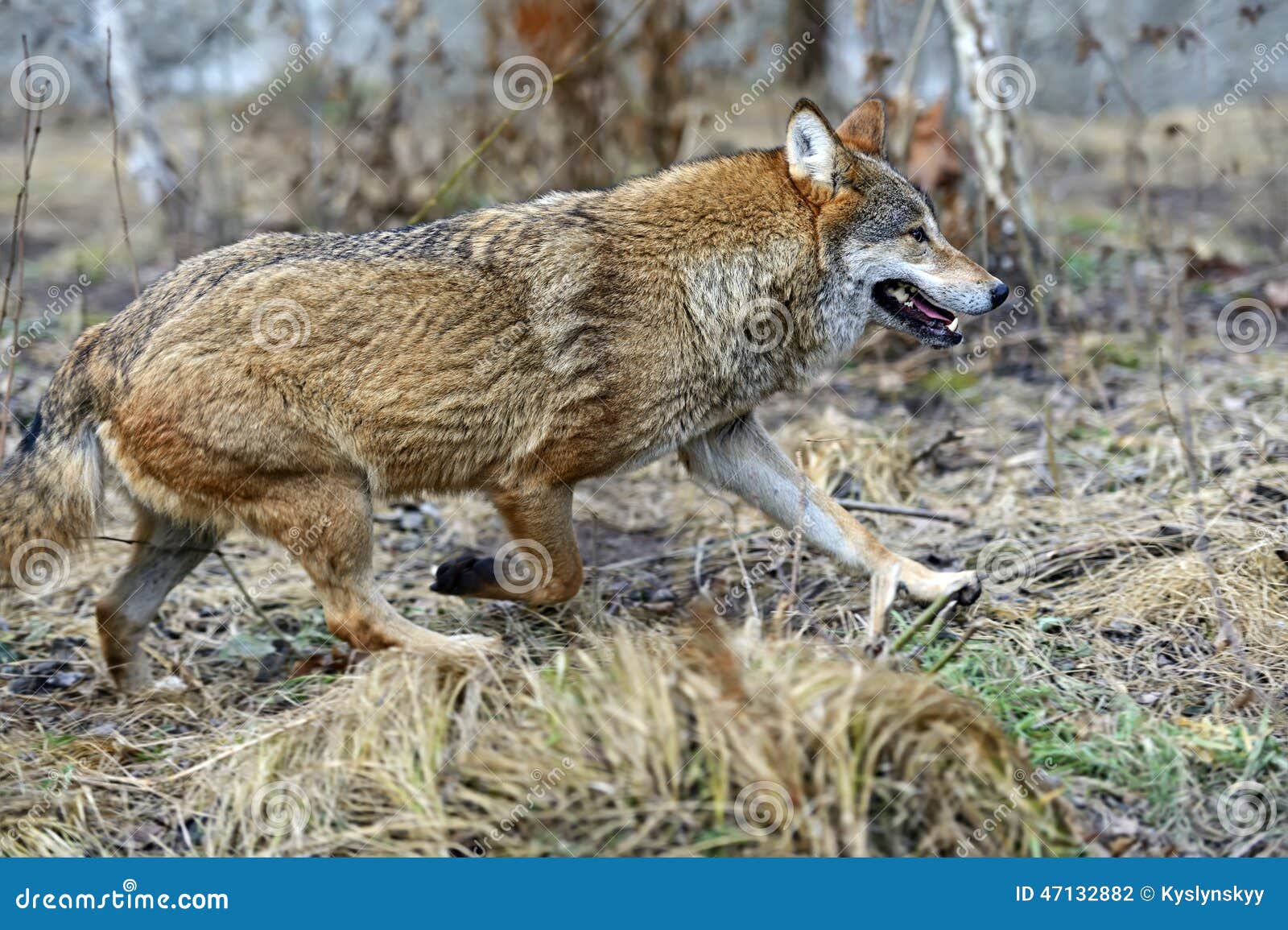 Gray Wolf stock photo. Image of mammals, autumn, predatory - 47132882
