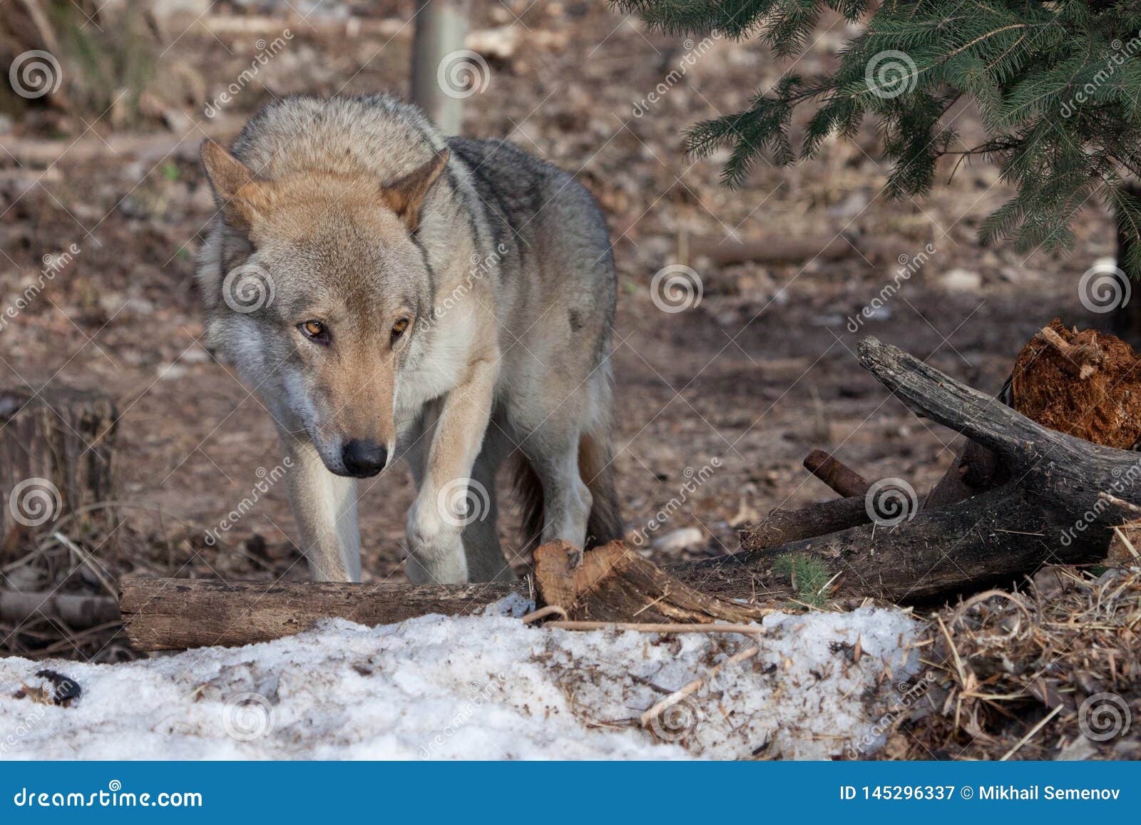 Gray Wolf in the Woods in Early Spring Stock Image - Image of spring ...