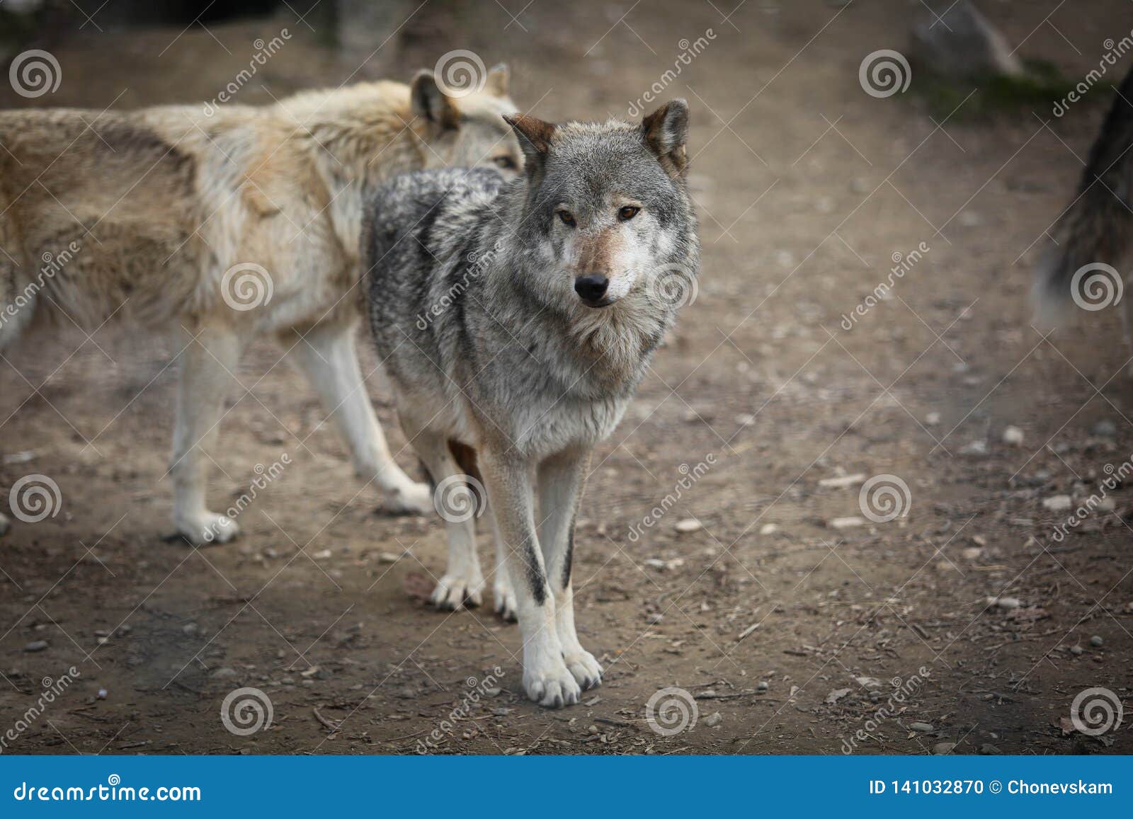 Gray wolf in the zoo stock photo. Image of dangerous - 141032870