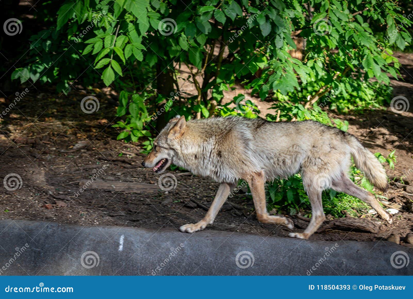Wolves are Walking in the Zoo Stock Image - Image of wildlife, forests ...