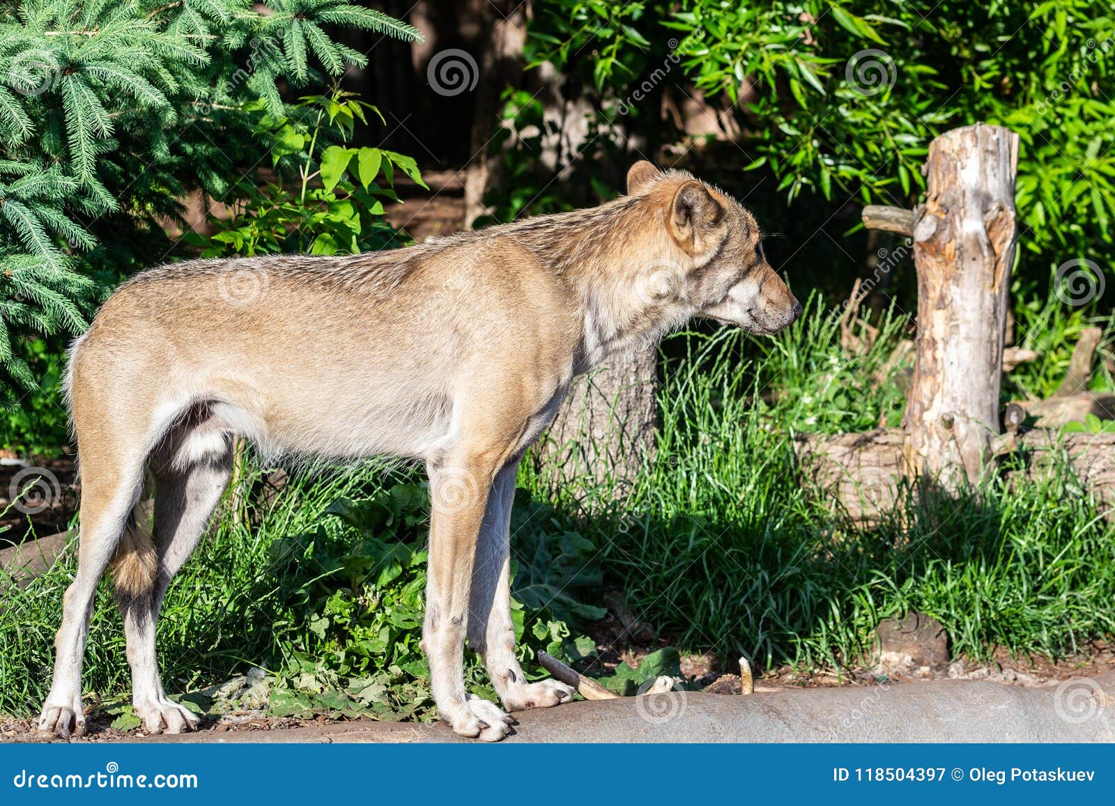 Wolves are Walking in the Zoo Stock Image - Image of predator, forests ...