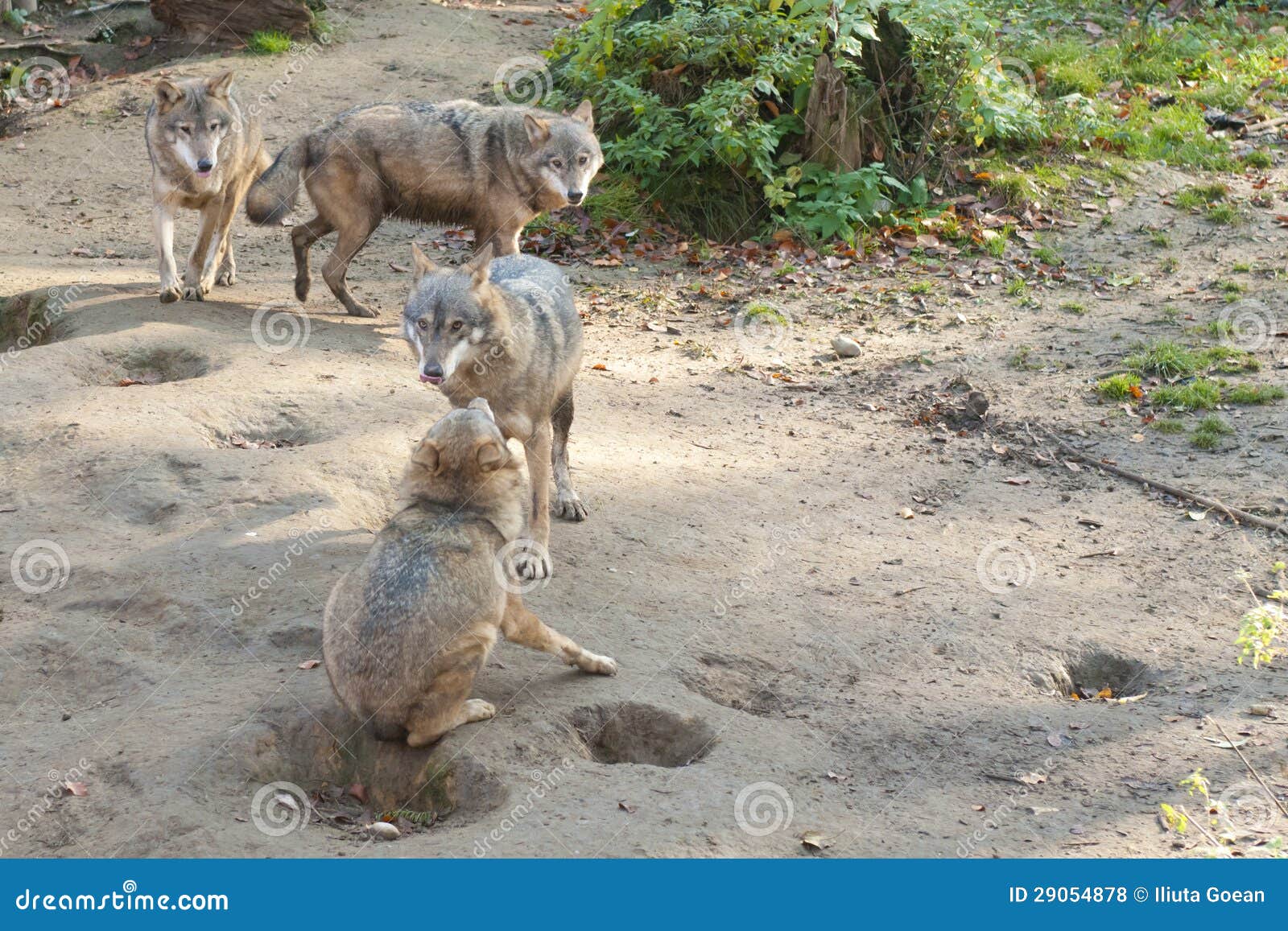 Gray Wolves stock photo. Image of predators, playing - 29054878