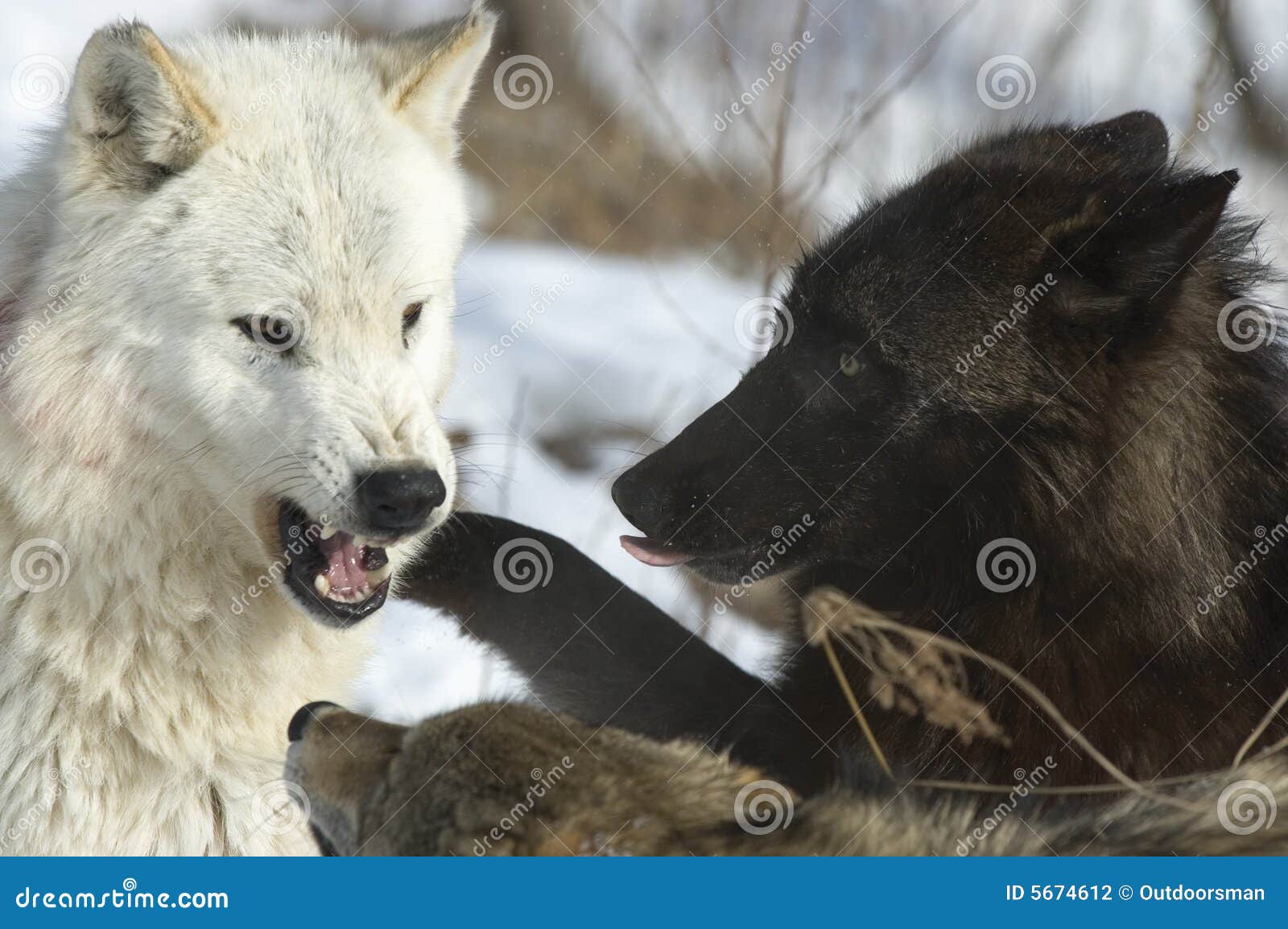 Gray wolves stock photo. Image of snow, violence, animal - 5674612
