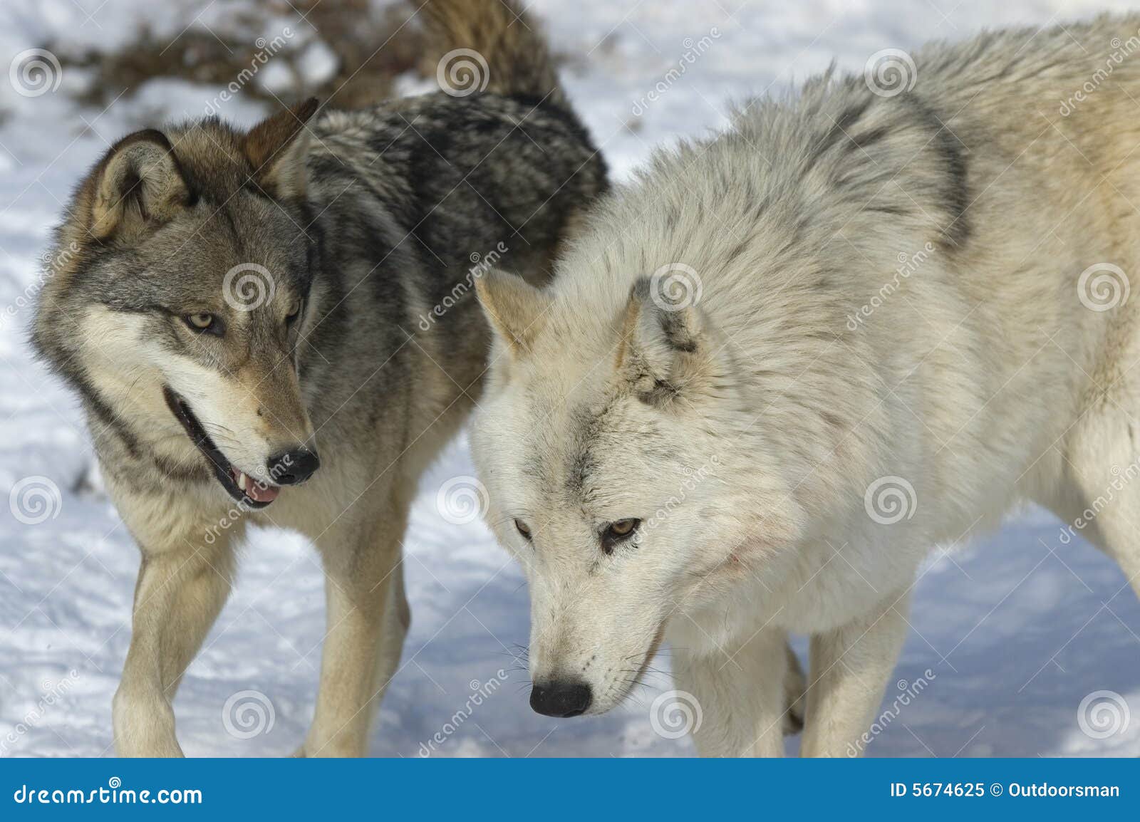 Gray wolves stock image. Image of cold, wild, animals - 5674625
