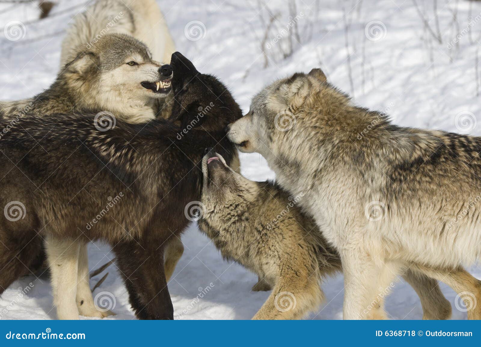Gray wolves stock photo. Image of animals, predators, behavior - 6368718