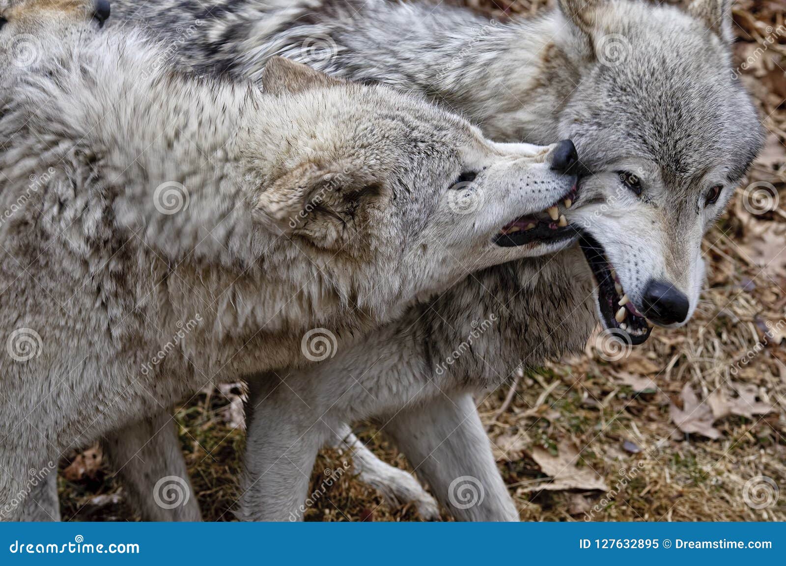 Gray Wolves Being Aggressive with Each Other Stock Image - Image of ...