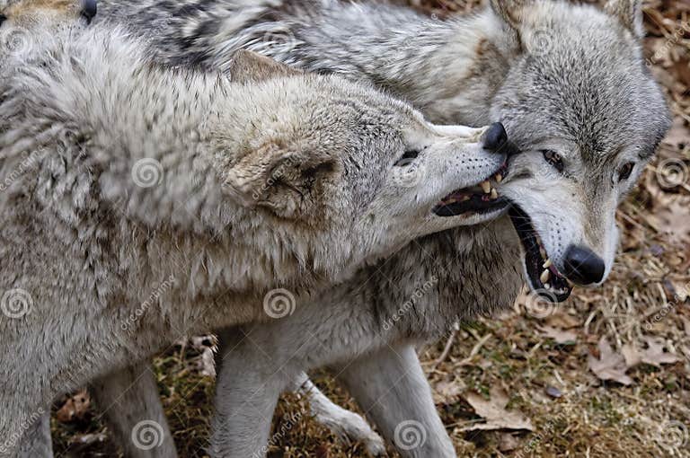 Gray Wolves Being Aggressive with Each Other Stock Image - Image of ...