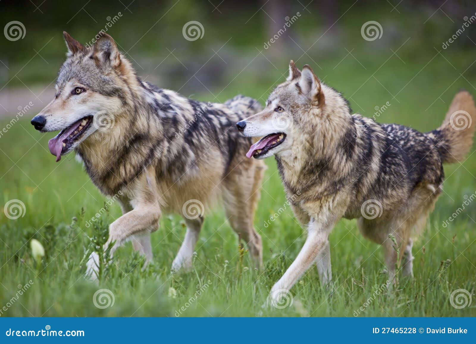 Gray Wolves Canis Lupus Timber Wolf Stock Photo - Image of animal ...