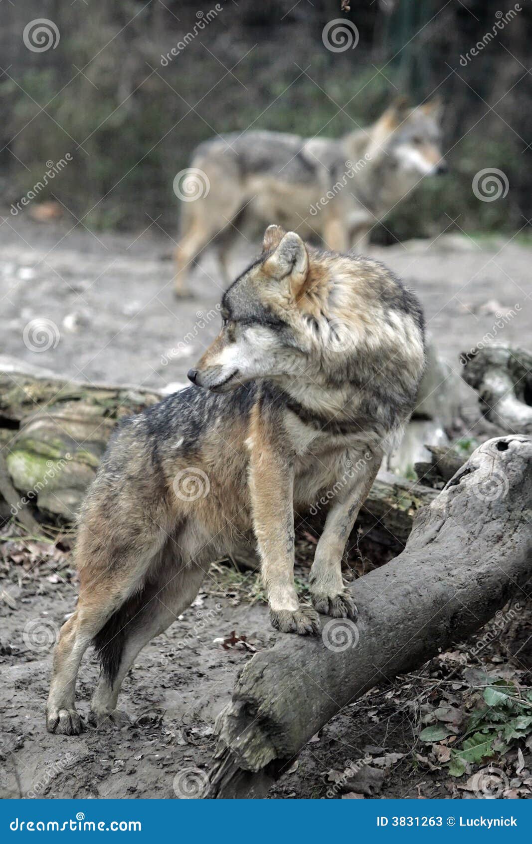 Gray wolves in countryside stock image. Image of scenery - 3831263