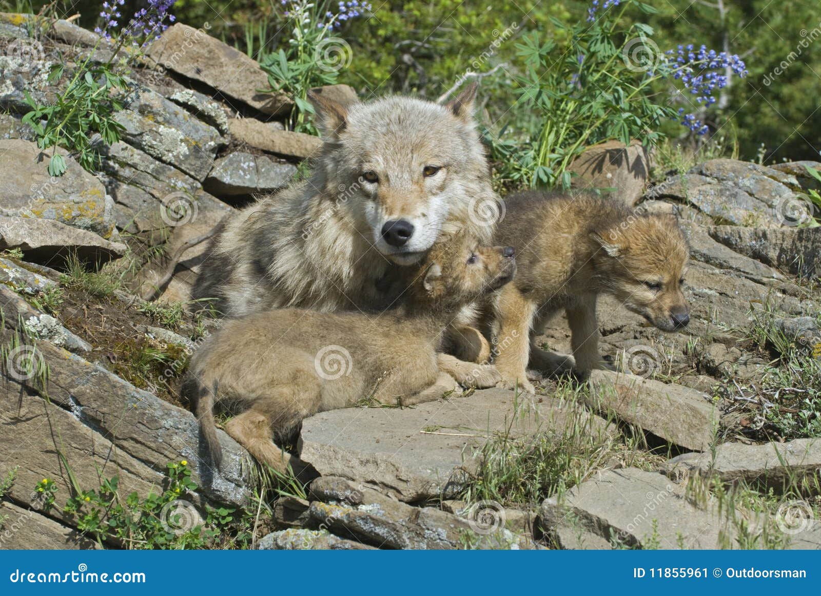 Gray wolves at den site stock image. Image of wildlife - 11855961