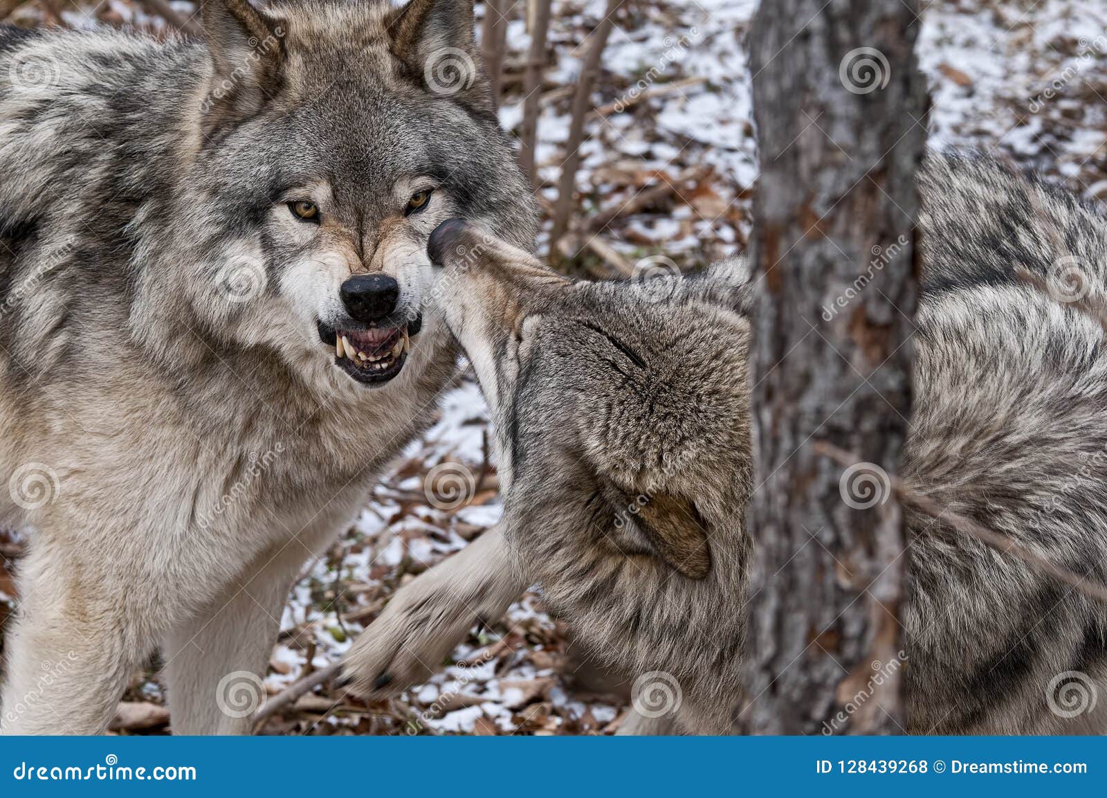 Gray Wolves Displaying Aggression between an Alpha and a Subordinate ...