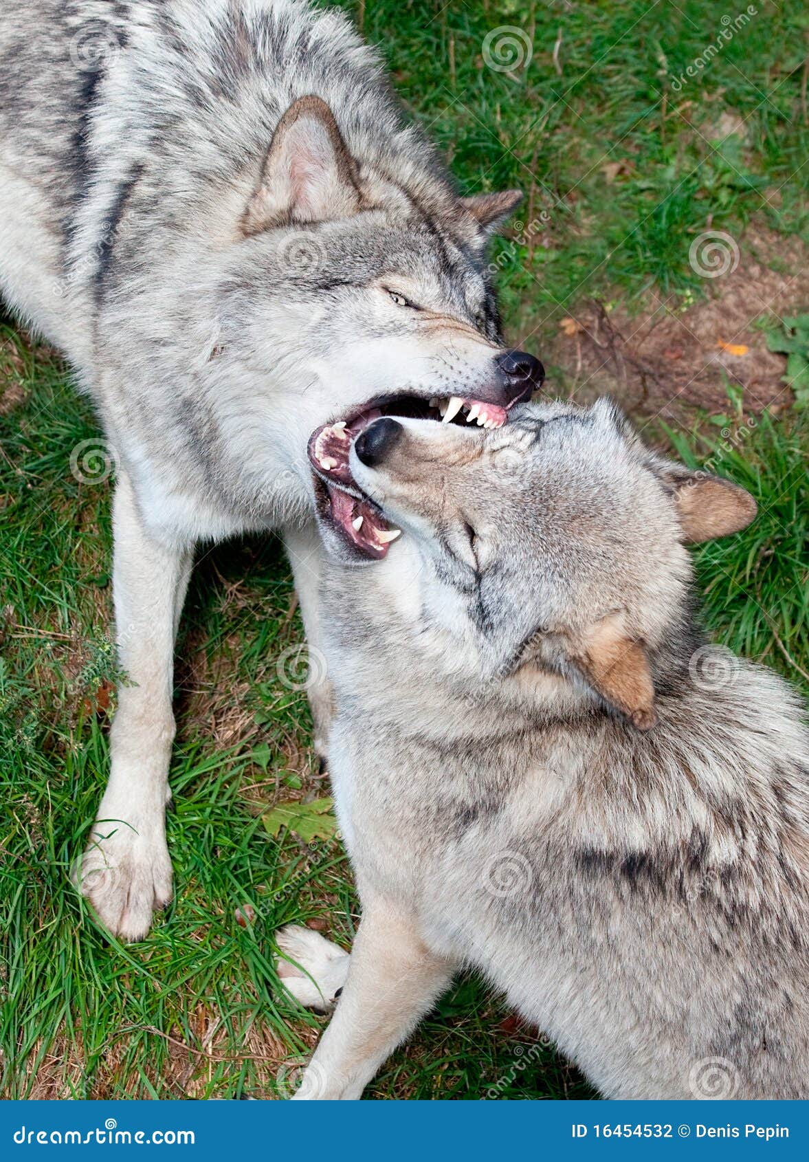 Gray Wolves Fighting stock photo. Image of bitting, attacking - 16454532