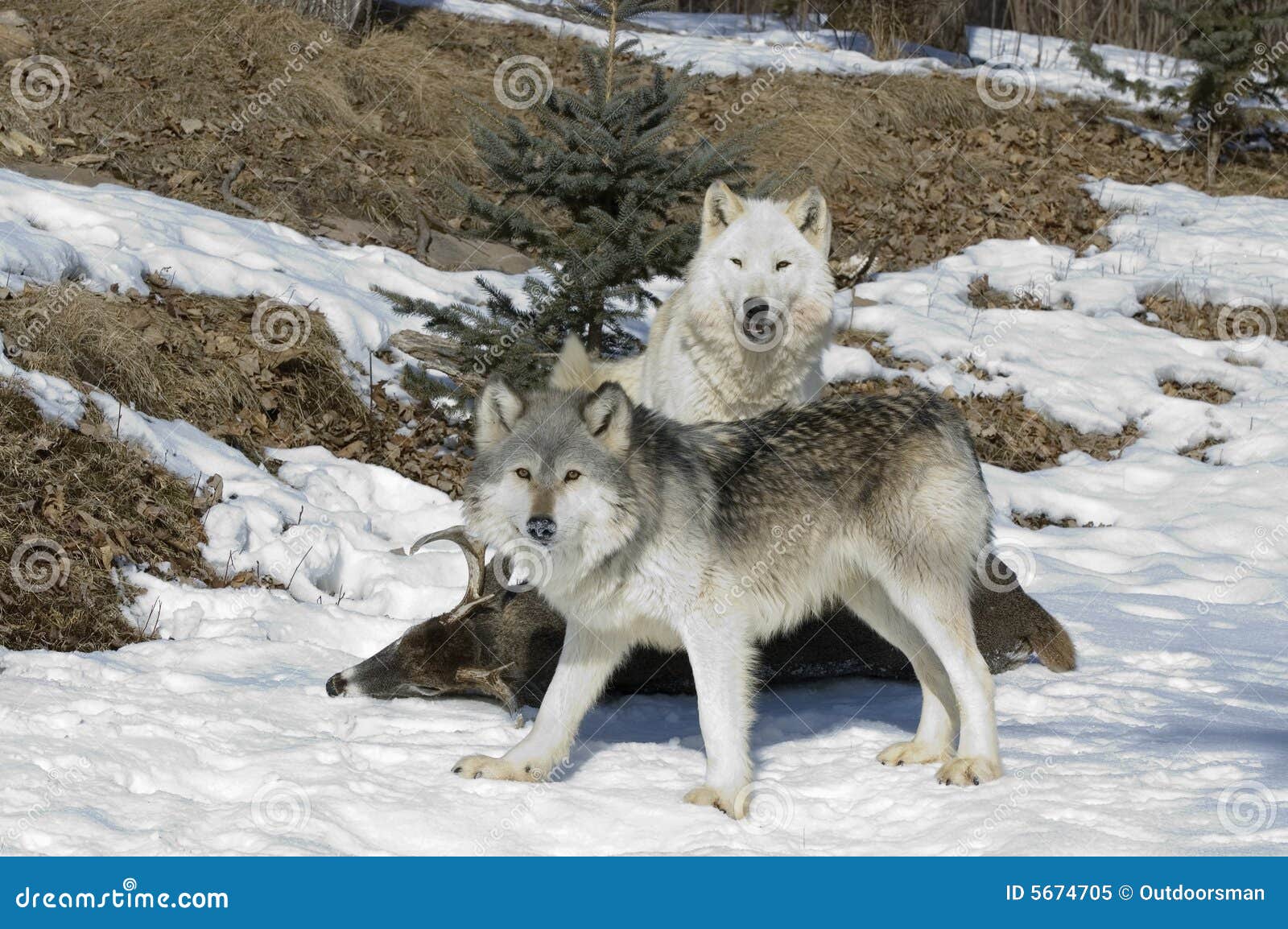 Gray Wolves in Northern Minneaota Stock Image - Image of outdoors ...