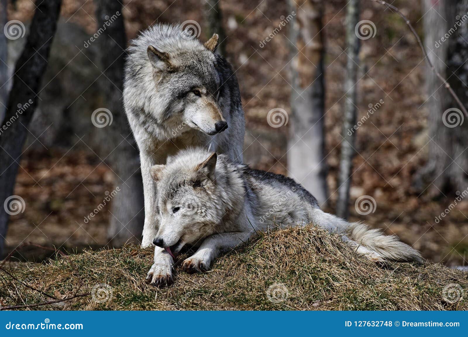 Gray Wolves Pair Close Together. Stock Photo - Image of cool, timber ...