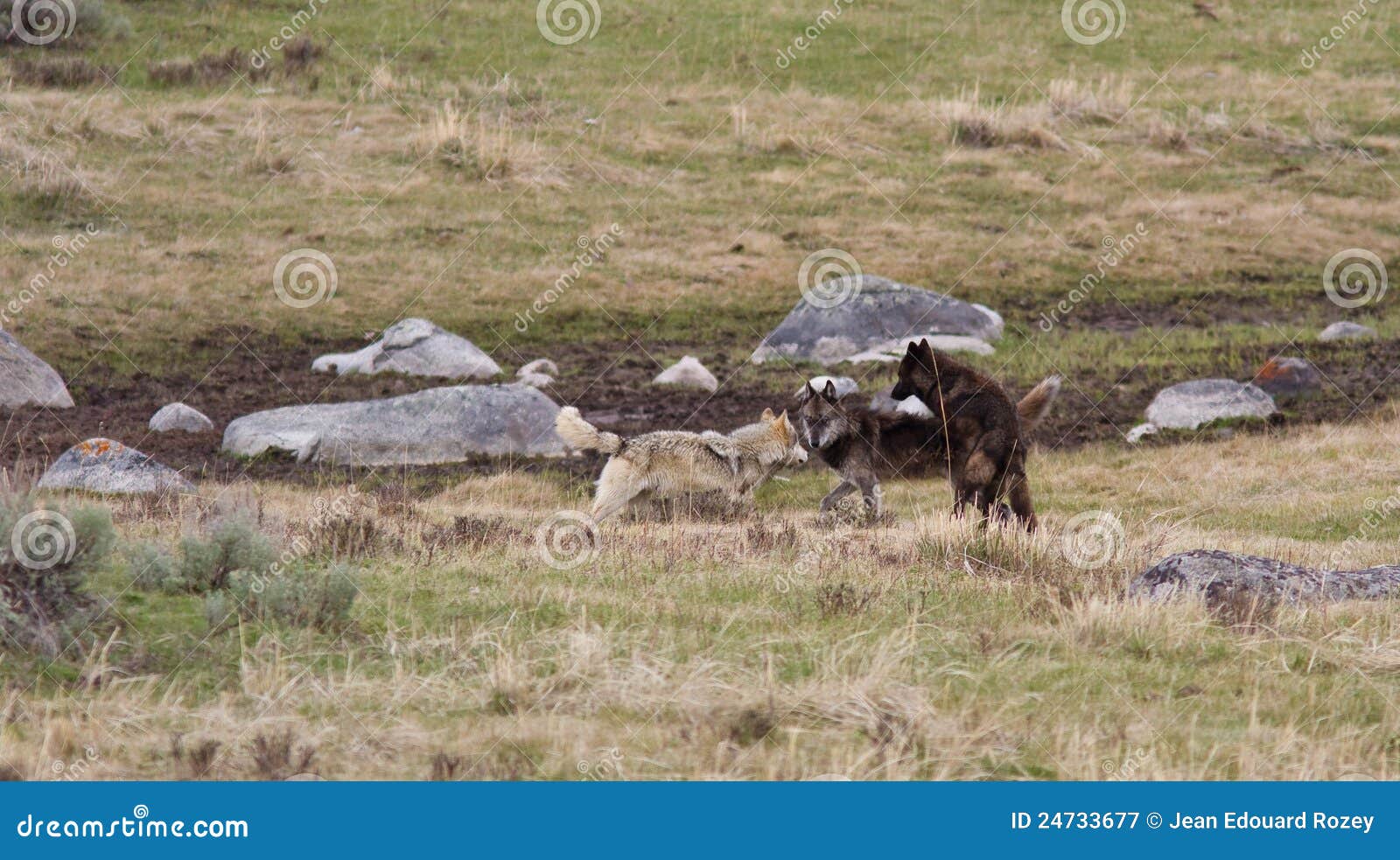 Gray Wolves playing stock image. Image of endanger, canine - 24733677