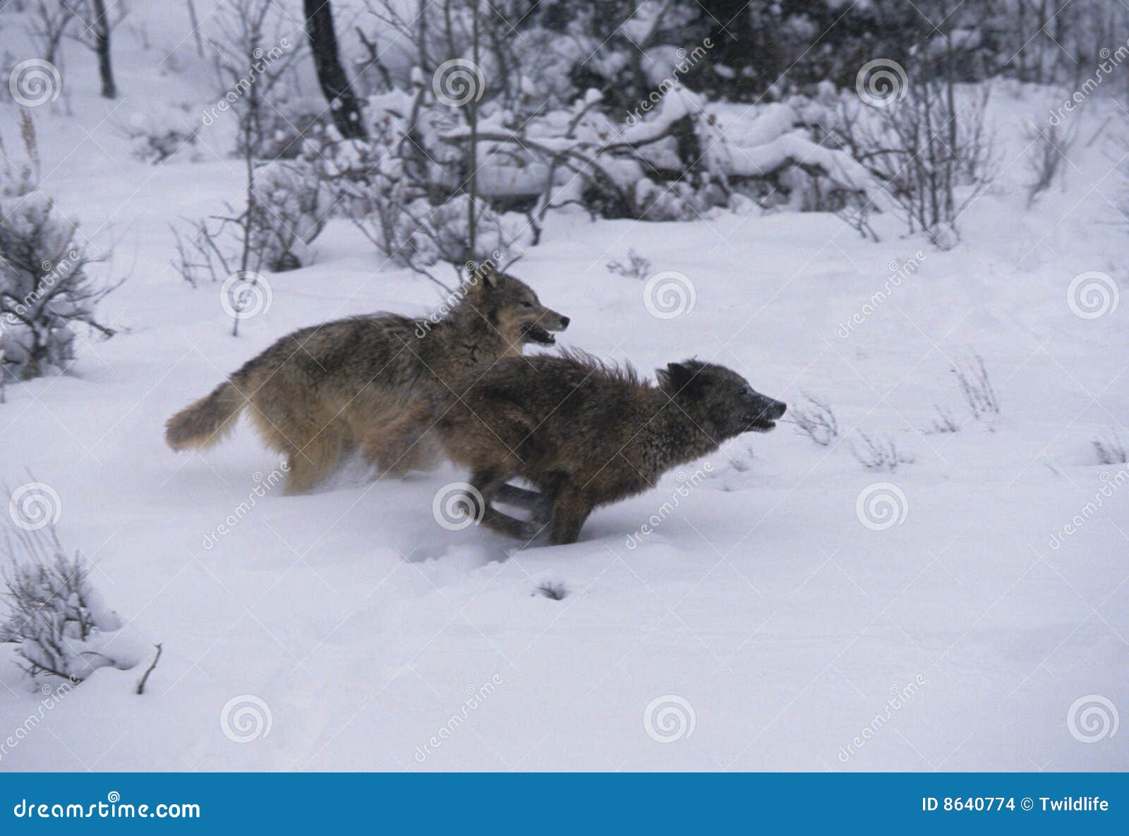 Gray Wolves Running stock photo. Image of wolves, snow - 8640774