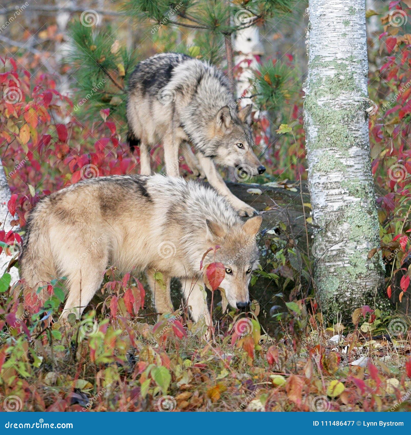 Gray Wolves in Autumn Setting Stock Image - Image of carnivores ...
