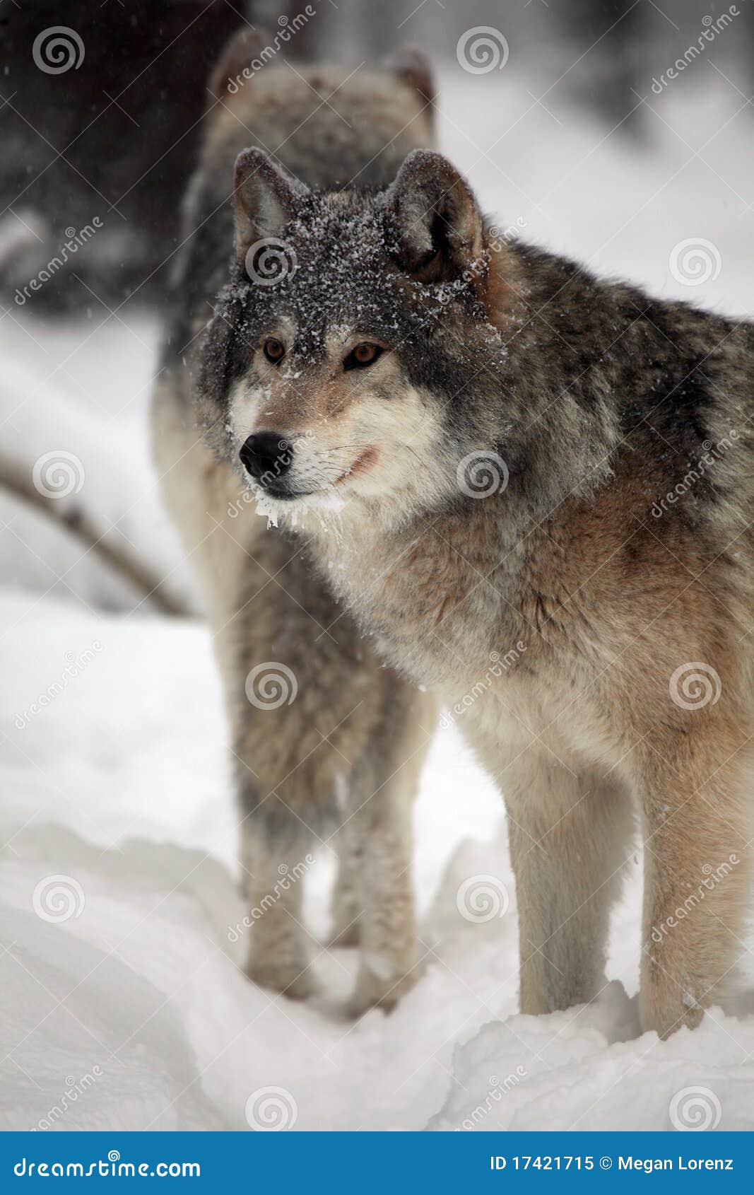 Gray Wolves in Winter stock image. Image of wild, grey - 17421715