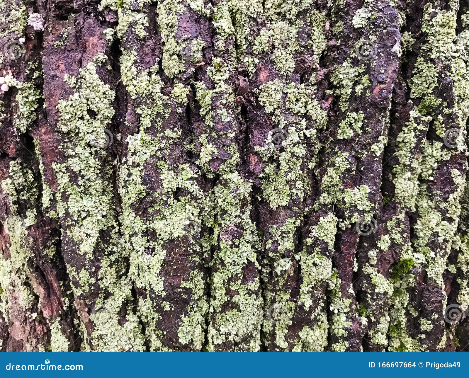 Gray Wood Bark of Gray Color with a Very Sharp Structure. Stock Photo ...