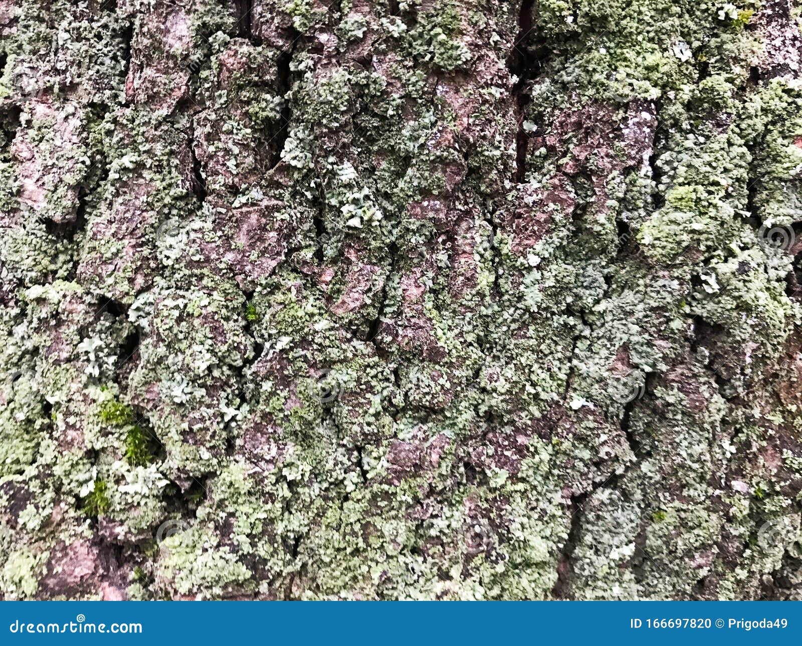 Gray Wood Bark of Gray Color with a Very Sharp Structure. Stock Photo ...